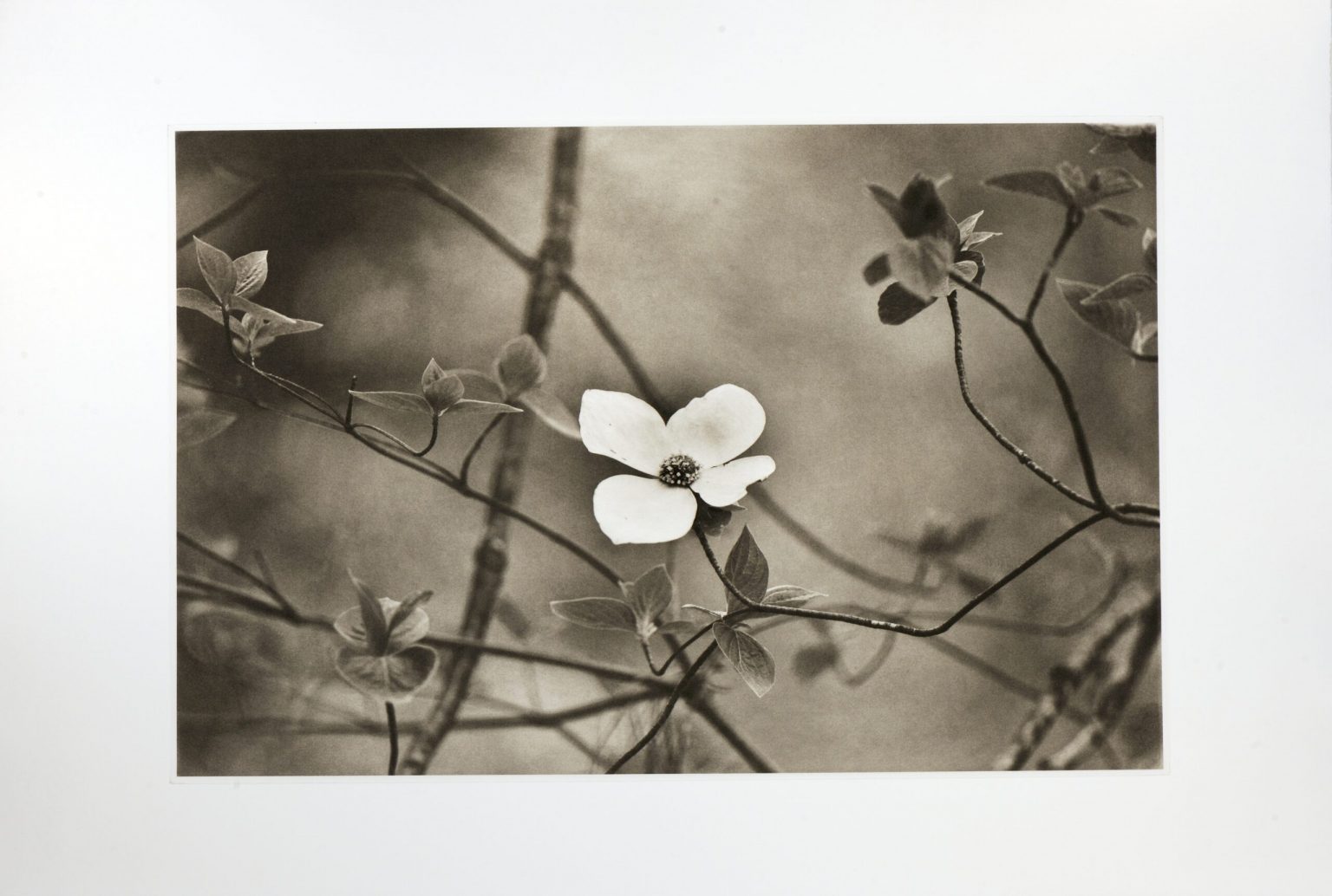 Polymer Photogravure Printmaking Tips & News - Traditional Printmaking ...